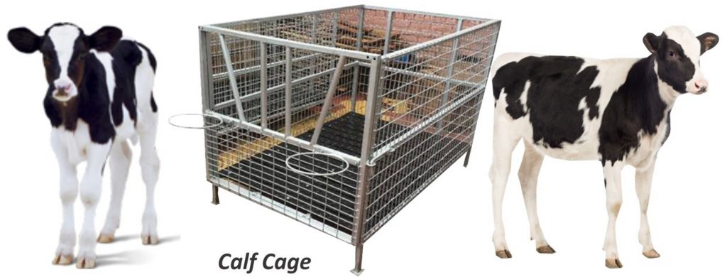 Calf Cage and Milk Replacer | Calf Care Management - Vansun Milking
