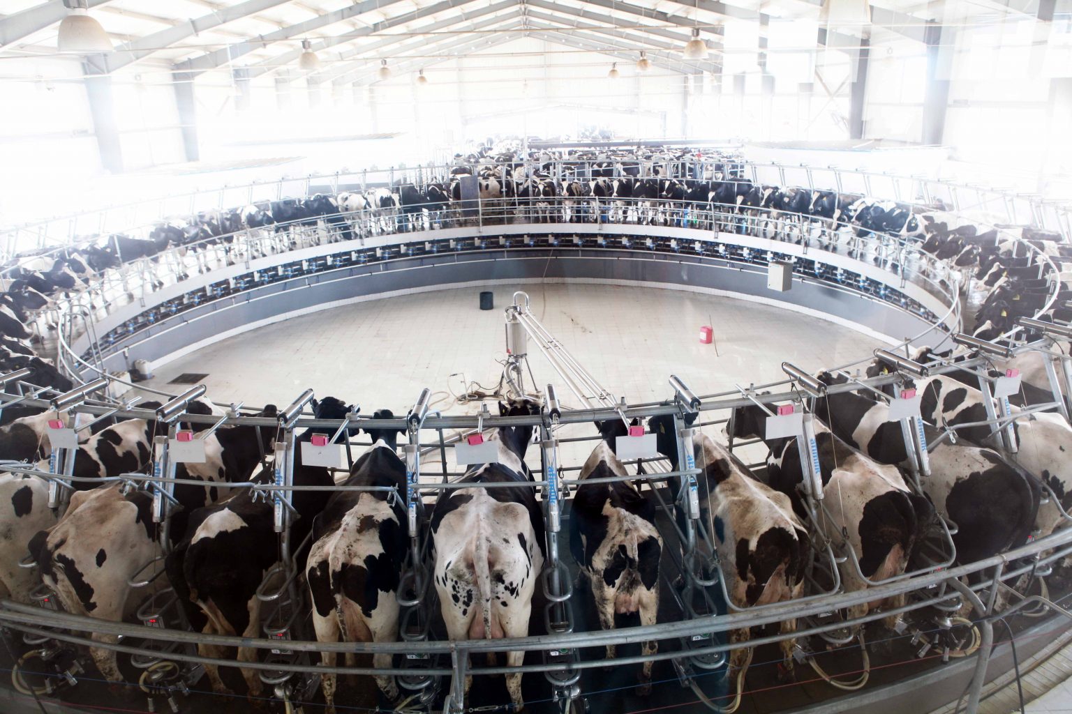 Rotary Automatic Milking Parlor - Vansun Milking